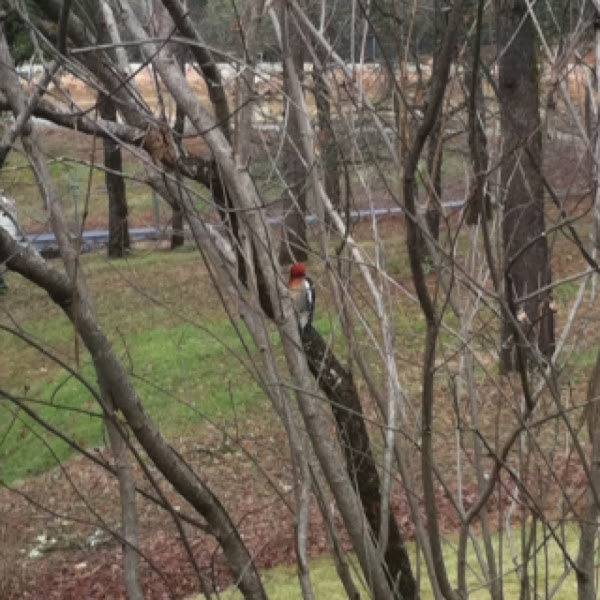 Red Breasted Sap Sucker | Project Noah