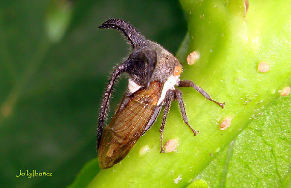 Thorn Mimic Treehopper | Project Noah