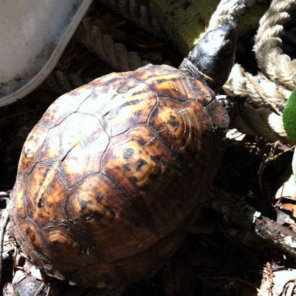 Eastern box turtle | Project Noah