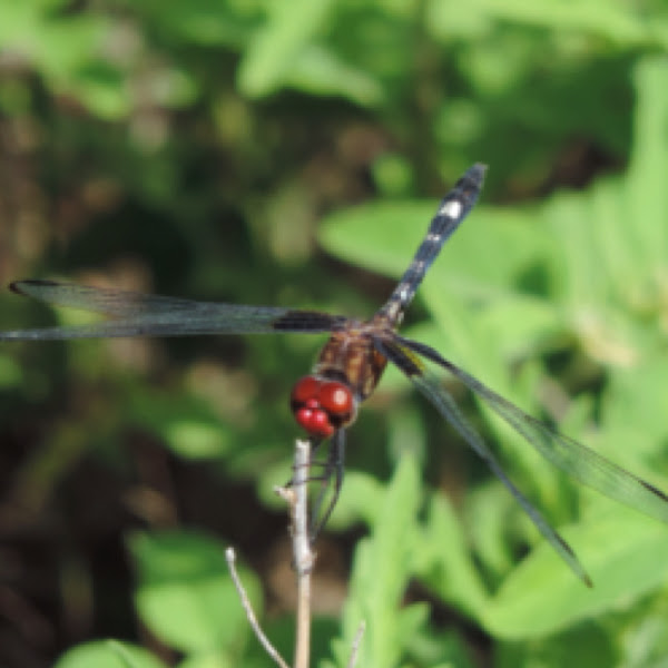 Swift Setwing | Project Noah