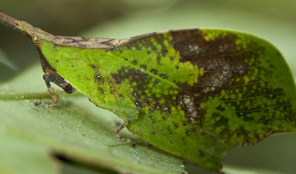 Leaf Mimic Grasshopper | Project Noah