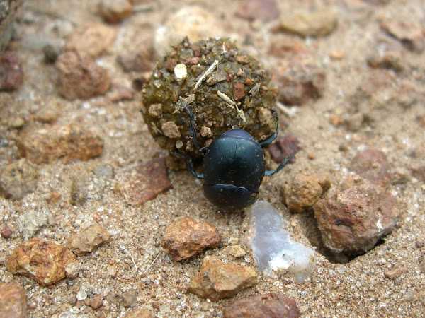 Dung beetle | Project Noah