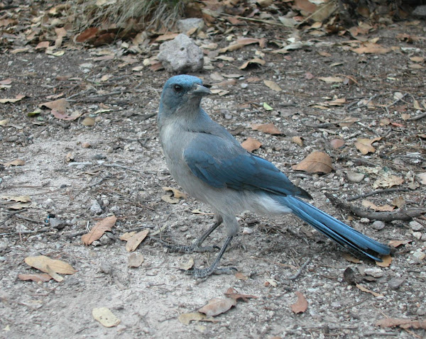 Mexican jay | Project Noah
