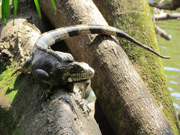 Black iguana | Project Noah