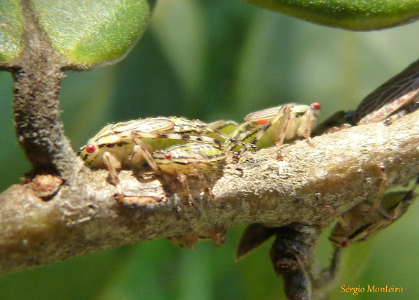 Treehopper nymphs | Project Noah