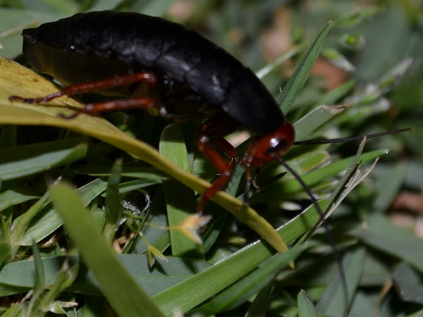 Cockroach | Project Noah