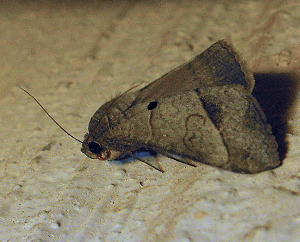 Small Mocis Moth | Project Noah