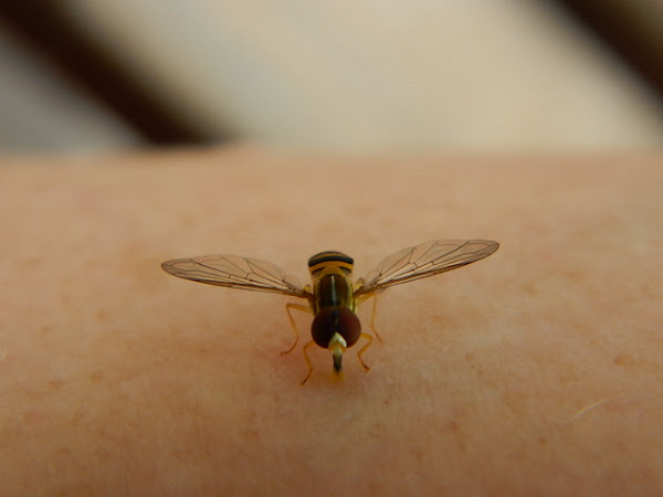 Hover fly | Project Noah