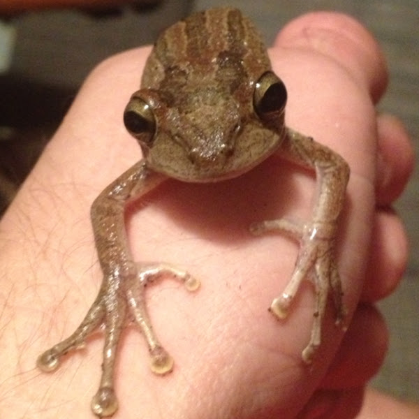 Cuban Tree Frog | Project Noah