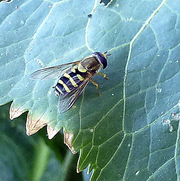 Hover Fly | Project Noah