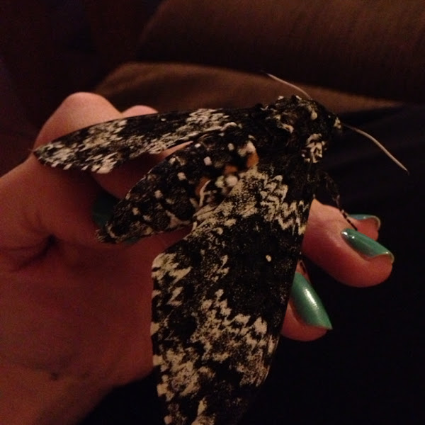 Rustic Sphinx (Hawk) Moth | Project Noah