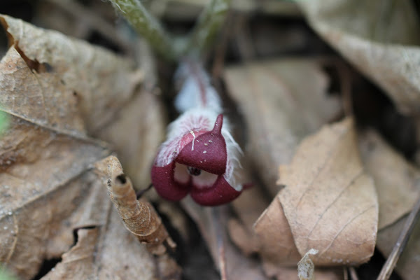 Canadian wild ginger | Project Noah