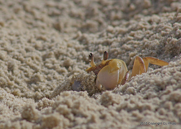 Ghost Crab | Project Noah