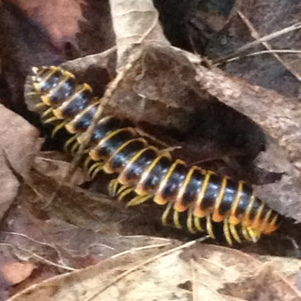 Millipede | Project Noah