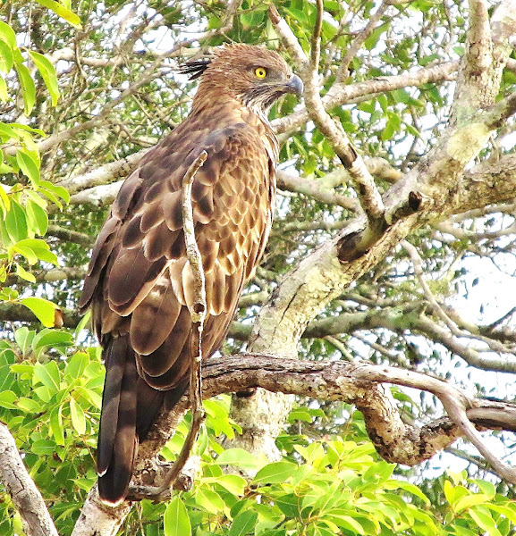 Crested Hawk-Eagle | Project Noah