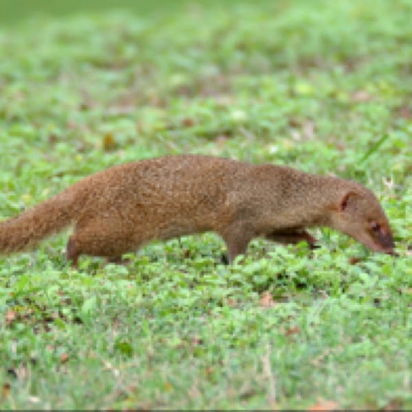 Mongoose | Project Noah