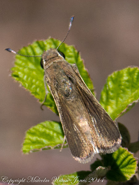 Skipper? | Project Noah