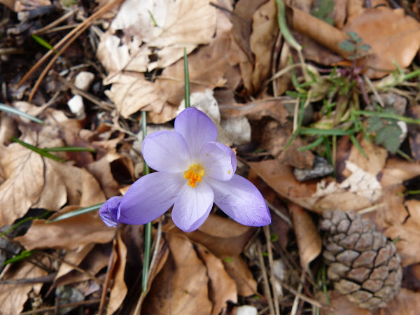 Woodland Crocus | Project Noah
