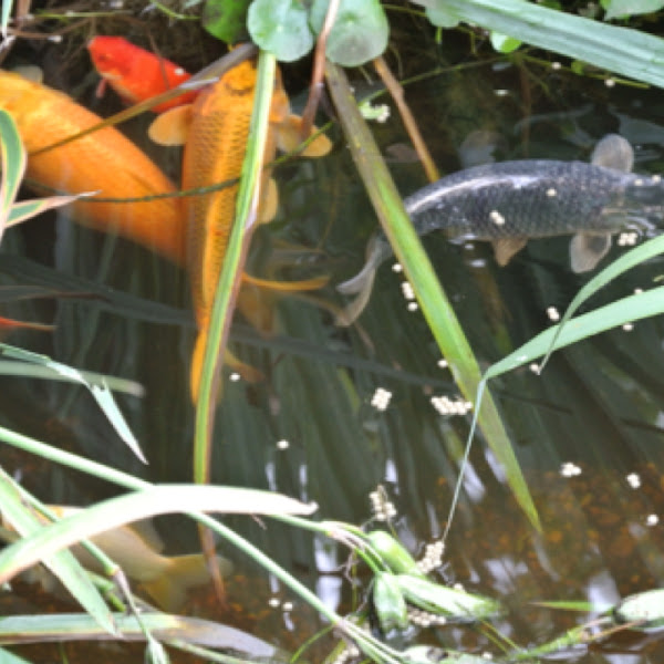 Ornamental koi | Project Noah