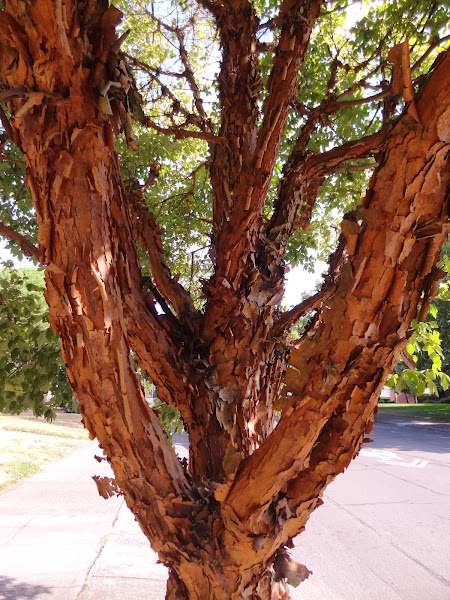 Paperbark maple | Project Noah