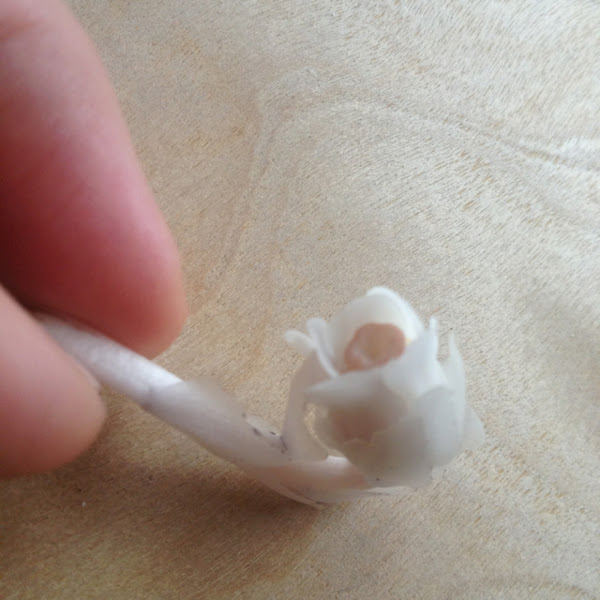 Indian pipe | Project Noah