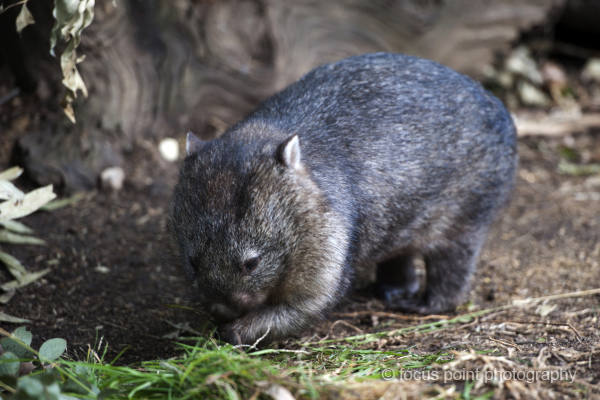 wombat 5 ways | Project Noah