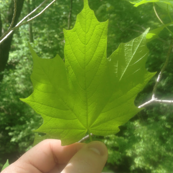 Sugar Maple | Project Noah