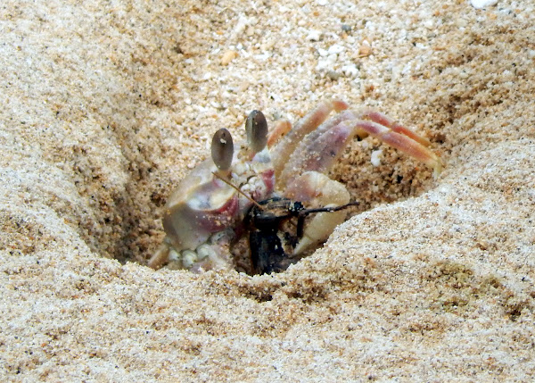 Pallid Ghost Crab | Project Noah