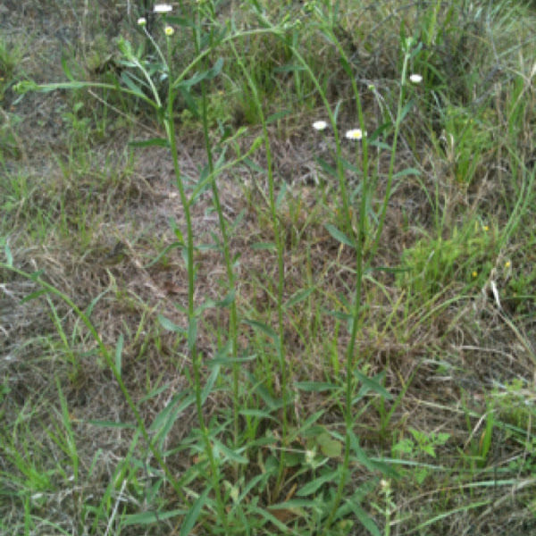 Oakleaf Fleabane | Project Noah