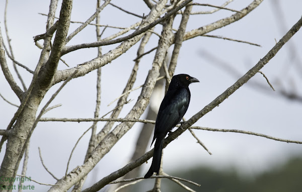 Spangled Drongo | Project Noah