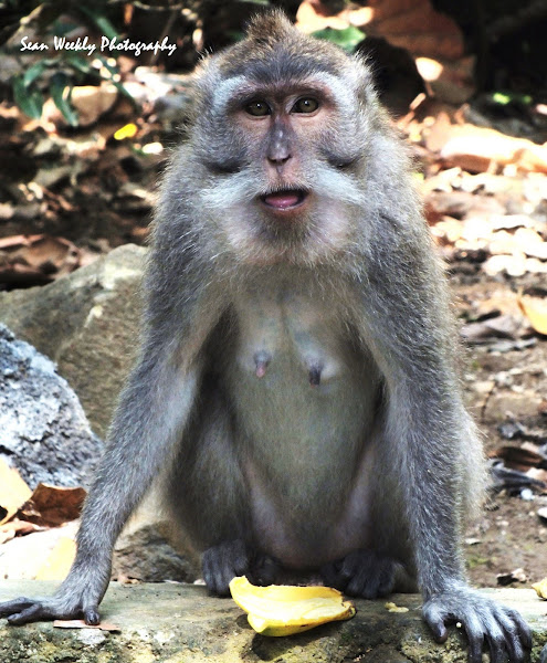 Crab Eating Macaque | Project Noah