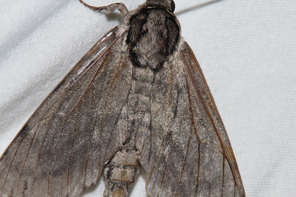 Waved Sphinx | Project Noah