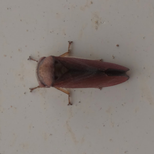 Leaf hopper | Project Noah