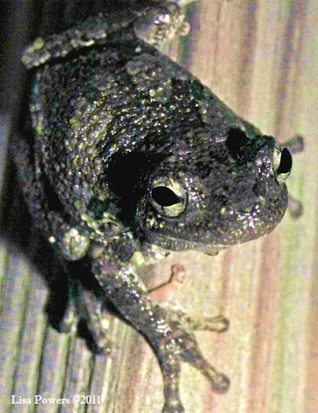 Cope's Gray Treefrog | Project Noah