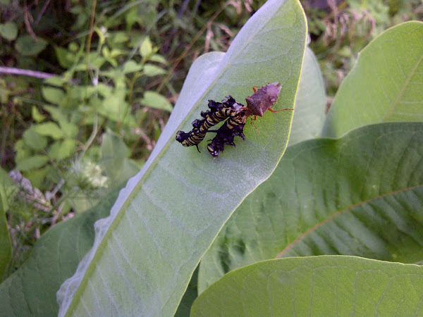 Monarch Caterpillar & Predatory Stink Bug | Project Noah