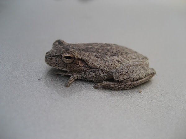 Pine Woods Treefrog | Project Noah