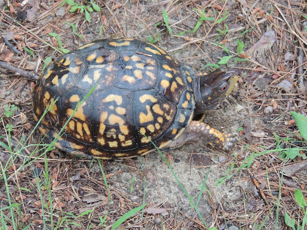 Eastern Box Turtle | Project Noah