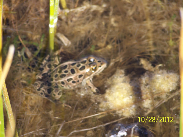 Northern Leopard Frog | Project Noah
