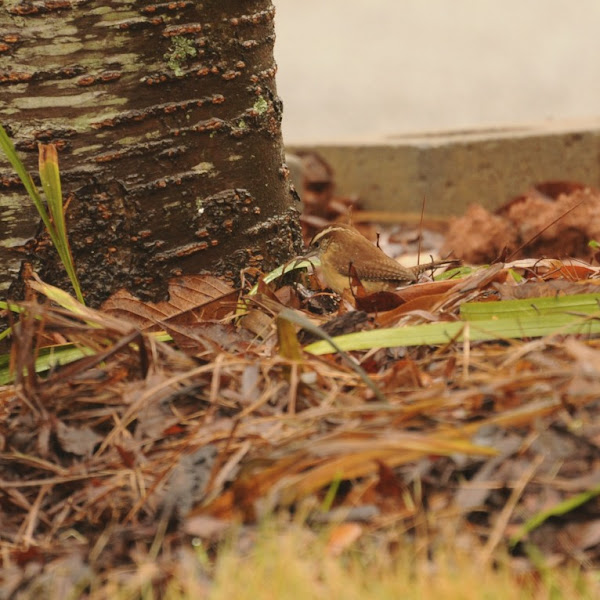 Carolina Wren | Project Noah