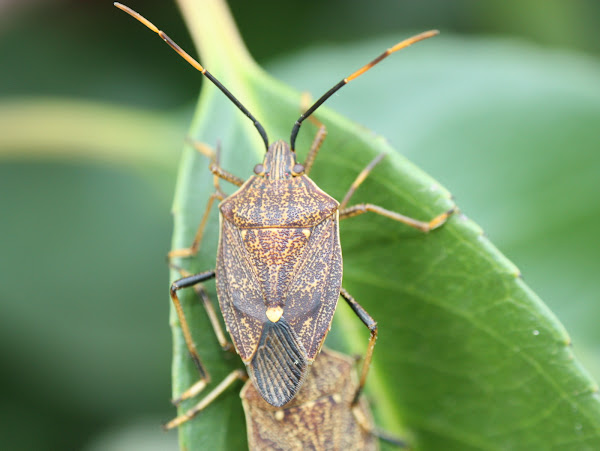 Brown Shield Bug | Project Noah