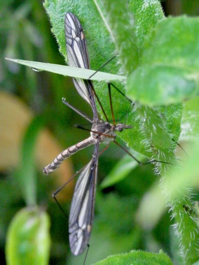 Crane fly | Project Noah
