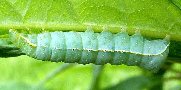 Copper Underwing Moth Caterpillar | Project Noah