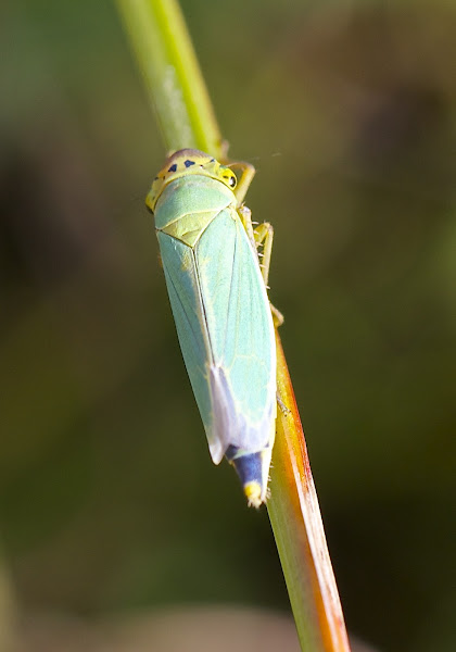 The green leafhopper | Project Noah