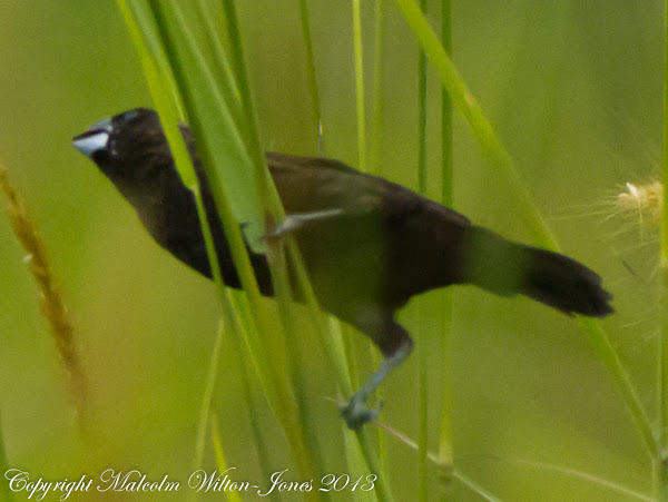 Dusky Munia | Project Noah