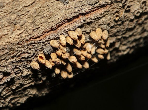 Insect Eggs | Project Noah