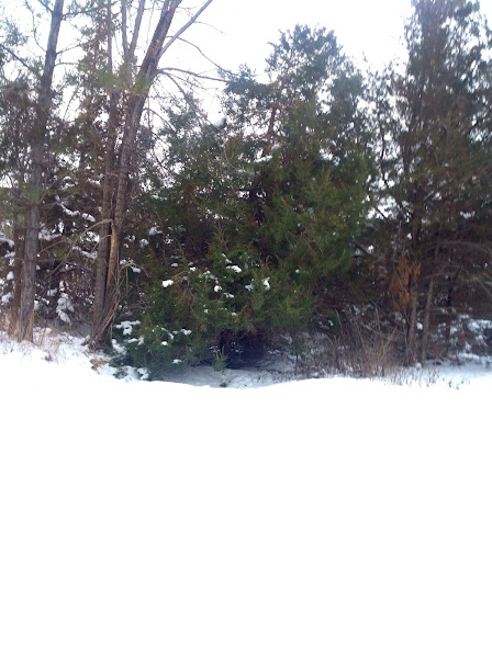 Rocky Mountain Juniper | Project Noah