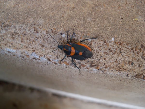 Florida Predatory Stink Bug | Project Noah