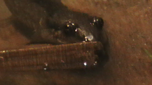 Dusky Salamander | Project Noah