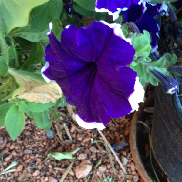 Petunia | Project Noah