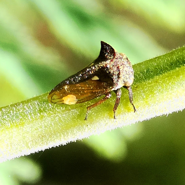 Two-horned acacia treehopper | Project Noah
